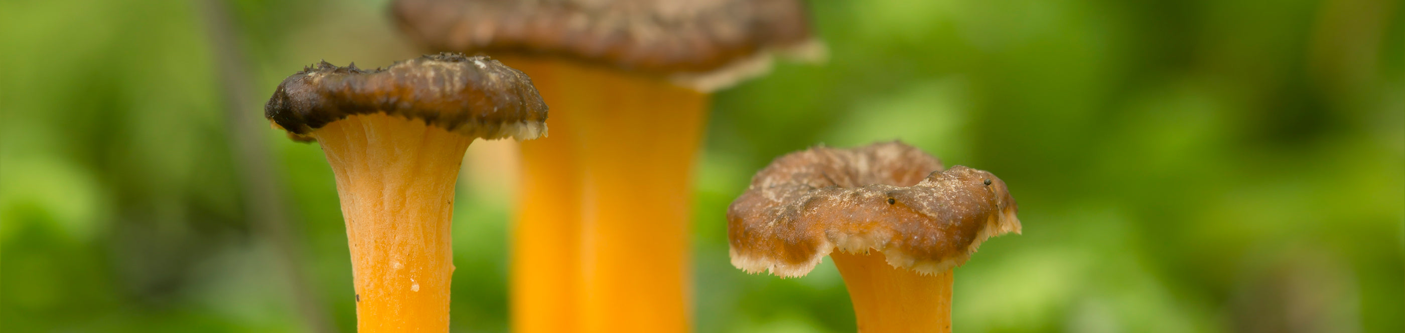 Compras Setas Silvestres Frescas online – SHOP ESPAÑA