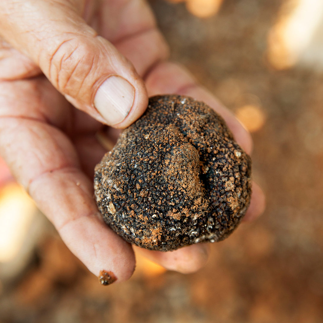 Trufas y Setas de máxima calidad | Comprar Trufa Negra – LAUMONT SHOP